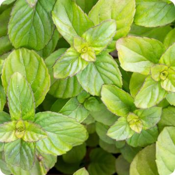 Australian Native Herbs to Grow & Use At Home | Love The Garden